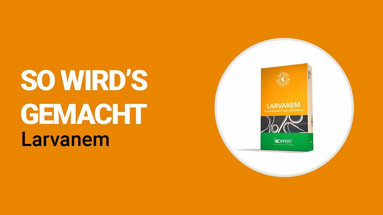 larvanem