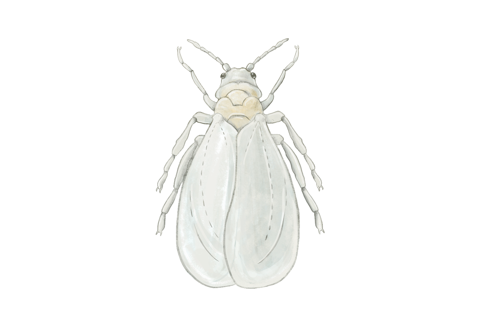 Weiße Fliege - Biokontrolle, Schäden und Lebenszyklus