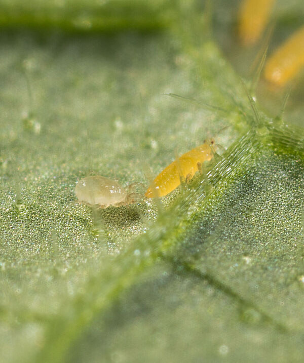 Transeius montdorensis - Raubmilbe zur Schädlingsbekämpfung
