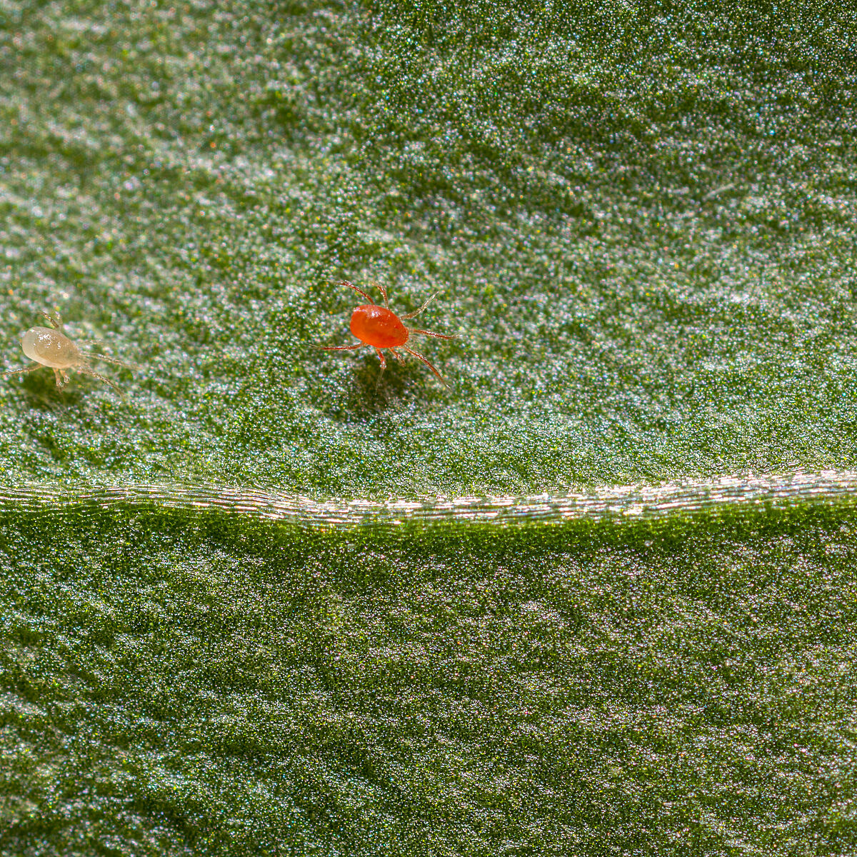 Spidex Vital | Spinnmilbenbekämpfung | Raubmilben (Phytoseiulus persimilis)