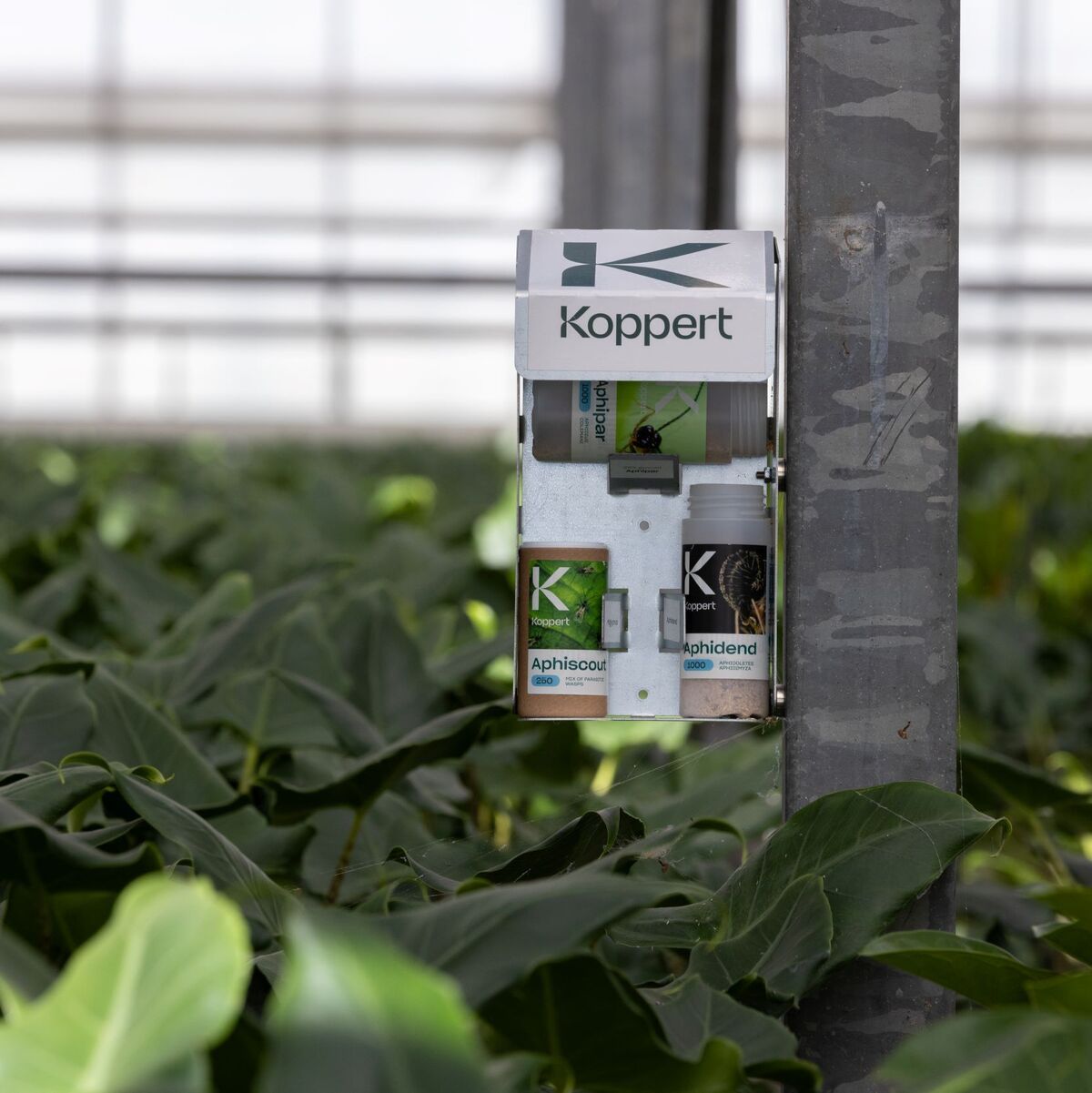 Aphid-BioStation | Koppert Produkte