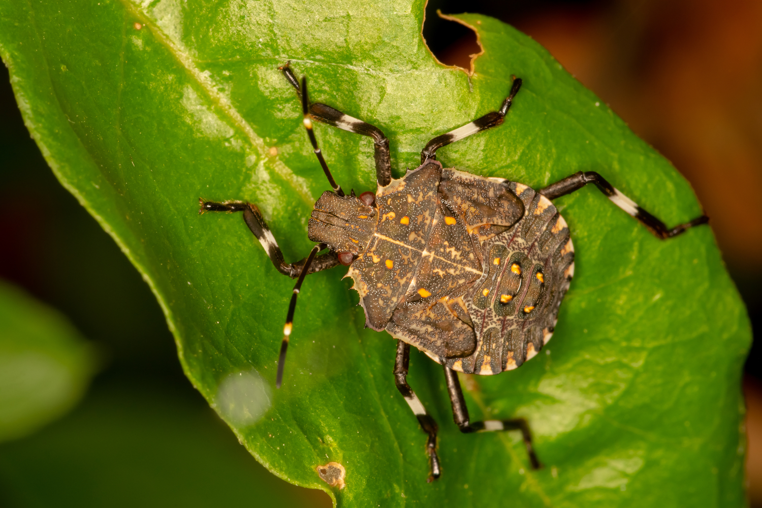 Braunmarmorierte Stinkwanze - Biokontrolle, Schäden und Lebenszyklus